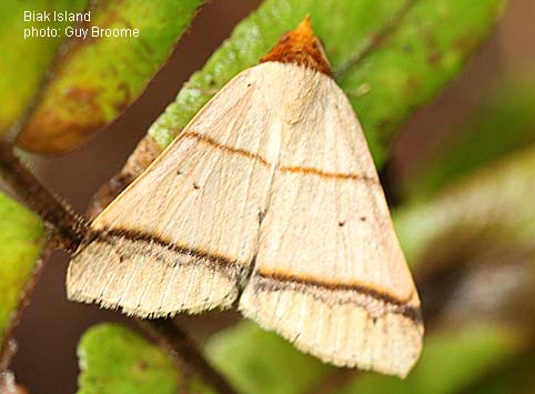 Papua Insects Foundation (Lepidoptera/Erebidae (Anobinae)/Plecoptera recta)